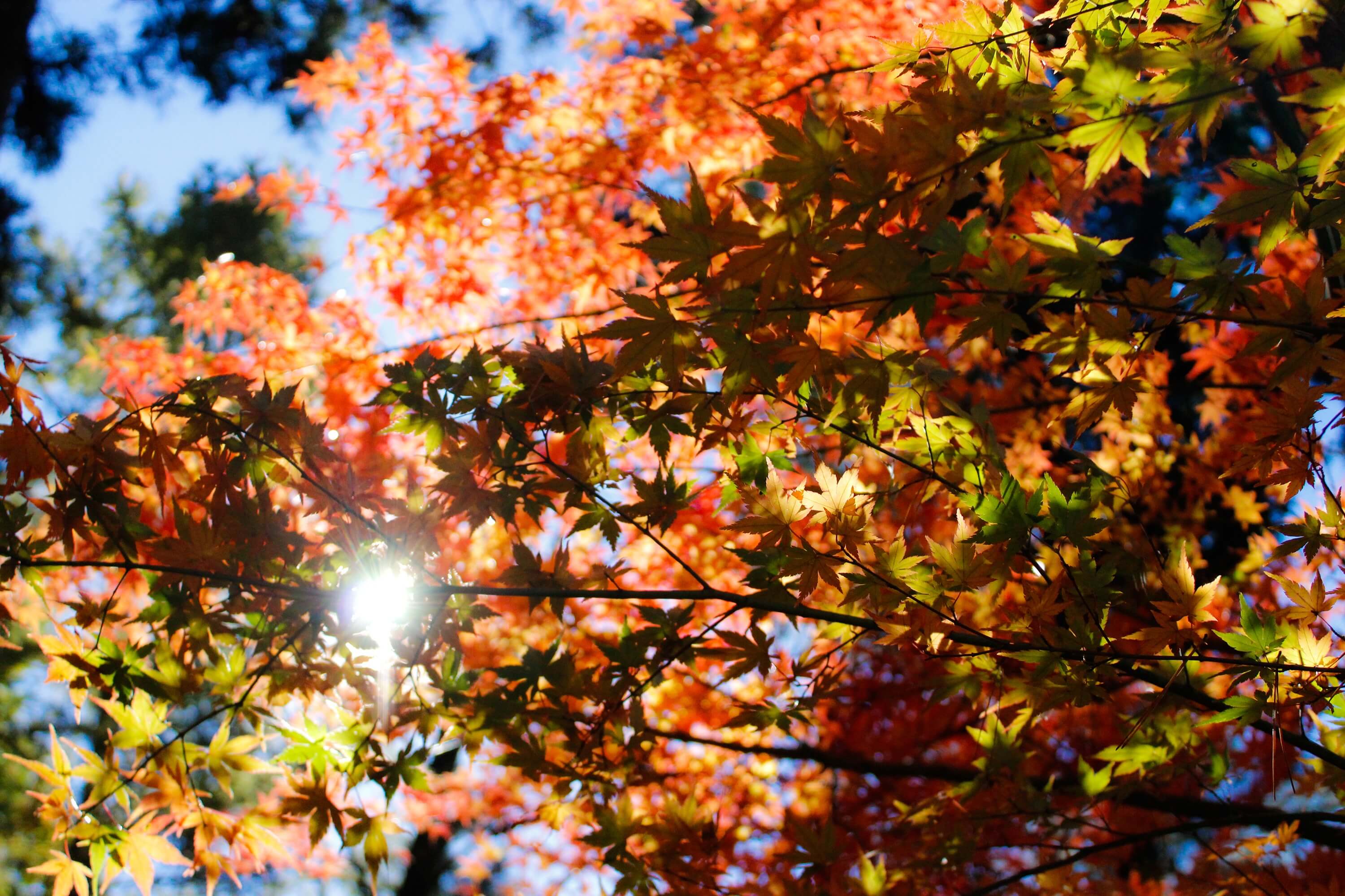 Why Leaves Change Colors